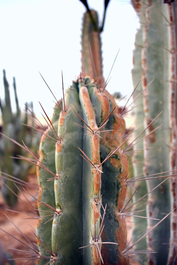 Cactus stock image. Image of giant, juicy, garden, spines - 131123453