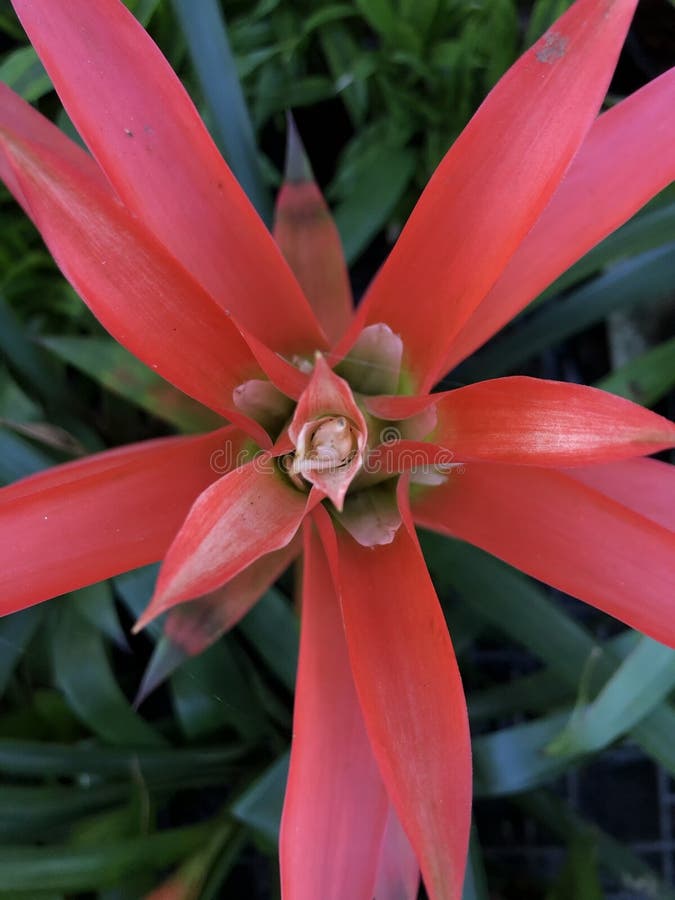 Cactus in the garden stock photo. Image of tubercle - 208575778