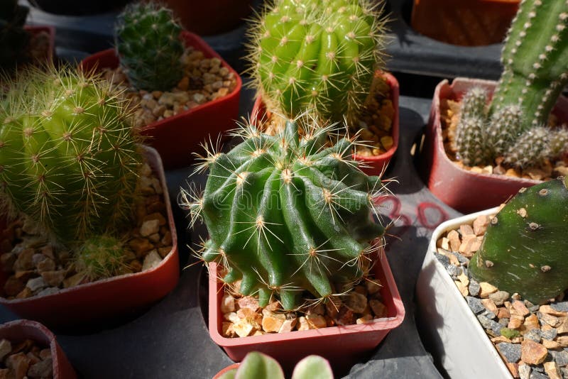 Cactus in the garden stock image. Image of citrus, delicious - 162539139