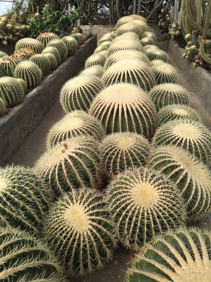 Cactus ???? Garden Cactus Flower Farming Stock Photo - Image of garden ...