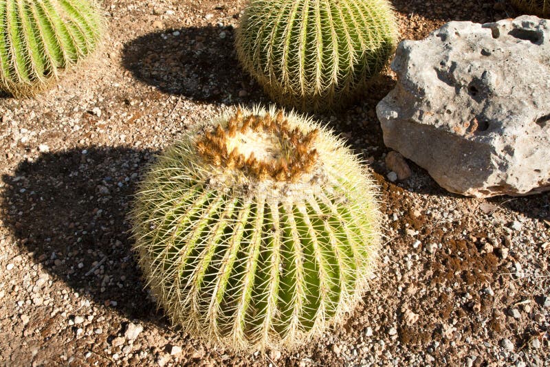 Cactus Garden at Island Majorca, Balearic Islands, Spain. Stock Photo ...