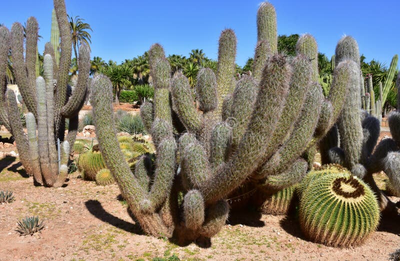 Cactus garden stock photo. Image of green, mallorca, spanish - 91097180