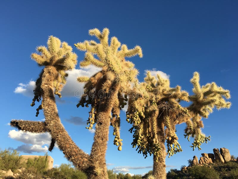Cactus Garden, Joshua Tree National Park Stock Photo - Image of ...
