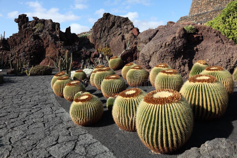 Cactus Garden, Lanzarote, Spain Stock Photo - Image of canaries, travel ...