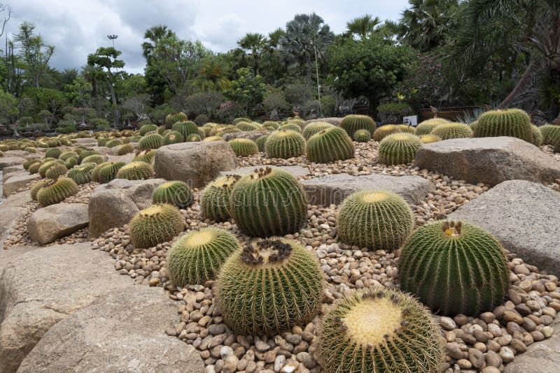 Cactus in the garden stock image. Image of barrel, botany - 187044515