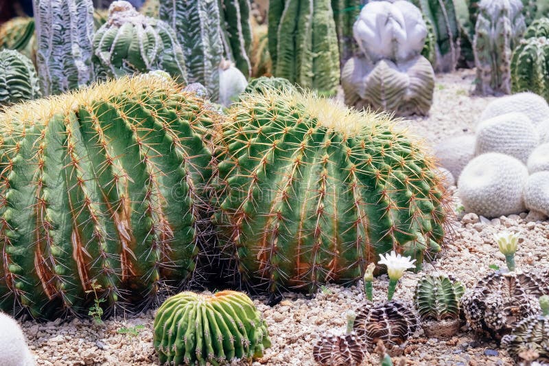 Cactus Garden with Many Types of Cacti in the Garden Stock Photo ...