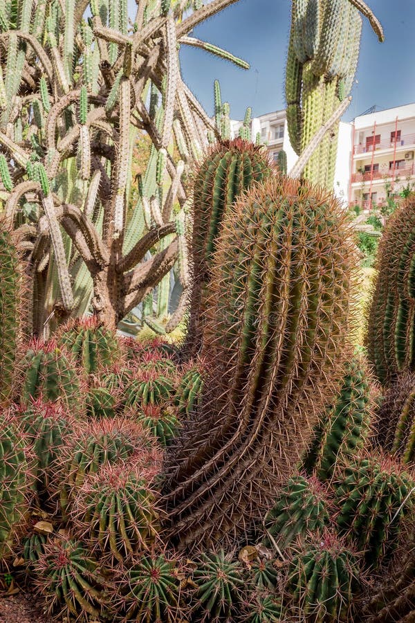 Cactus Garden with a Multitude of Different Cactus Plants Stock Photo ...