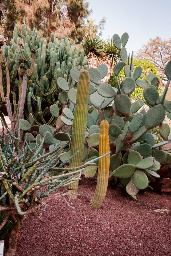 Cactus Garden with a Multitude of Different Cactus Plants Stock Photo - Image of growth ...