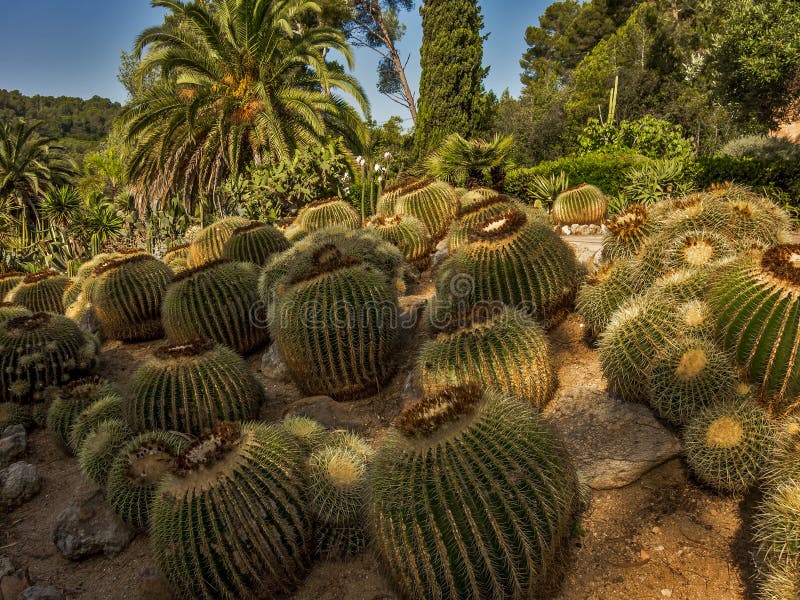 Cactus Garden with Palm Trees Stock Image - Image of circle, sharp ...
