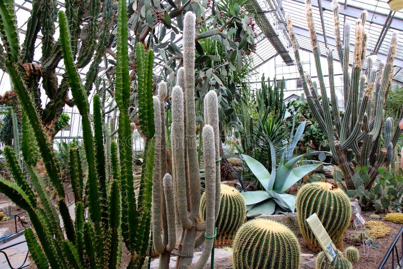 Cactus garden plants stock photo. Image of botanic, spring - 53277362
