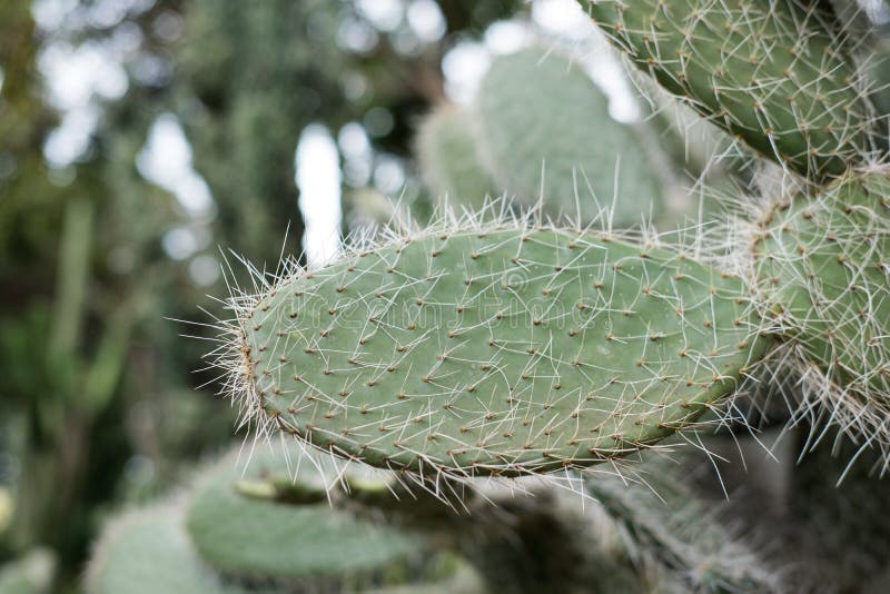 Cactus in Garden. Succulent Plant in Summer Stock Photo - Image of ...