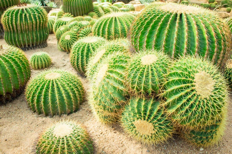Cactus in the garden stock photo. Image of cactus, landscapes - 183843844