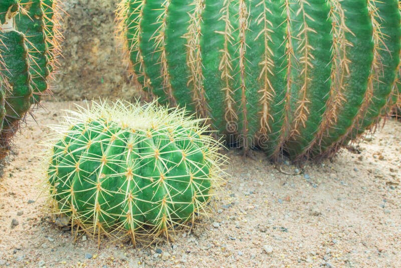 Cactus in the garden stock image. Image of lobe, flora - 183844097