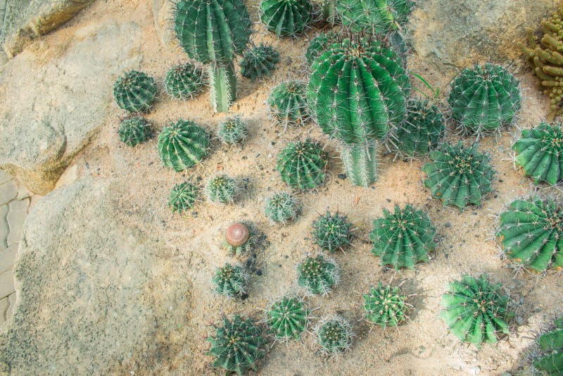 Cactus in the garden stock photo. Image of outdoor, landscapes - 183844408