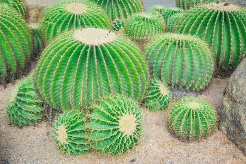 Cactus in the garden stock photo. Image of garden, nature - 183844700