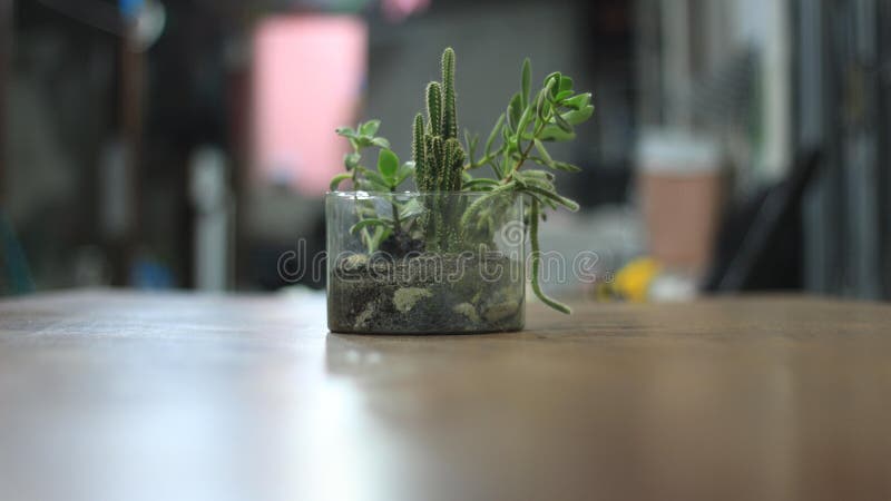 Cactus Glass Pot with Soil on the Table Succulent Plants Stock Image ...