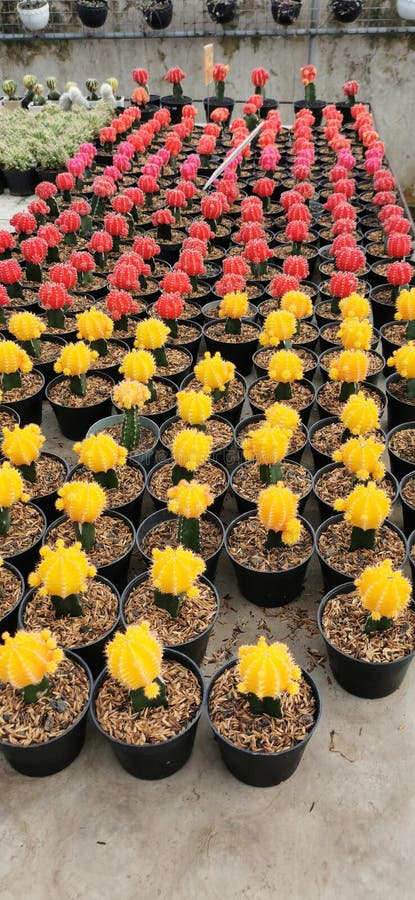 Cactus Grafting Red and Yellow Stock Image - Image of vegetable, autumn ...