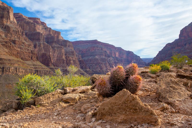 Cactus in the Grand Canyon stock image. Image of formation - 275369877