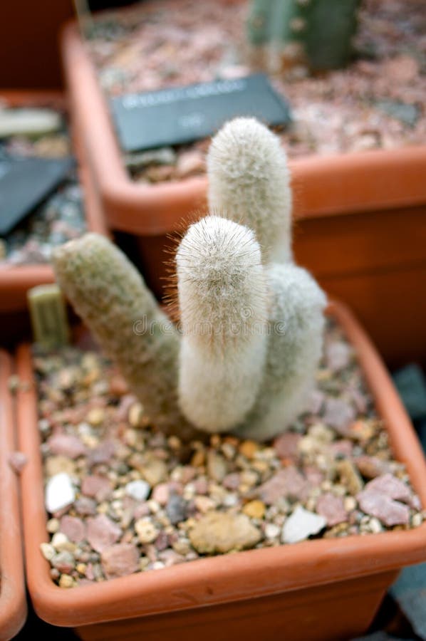 Cactus Grande Con Los Pelos Blancos Imagen de archivo - Imagen de ...