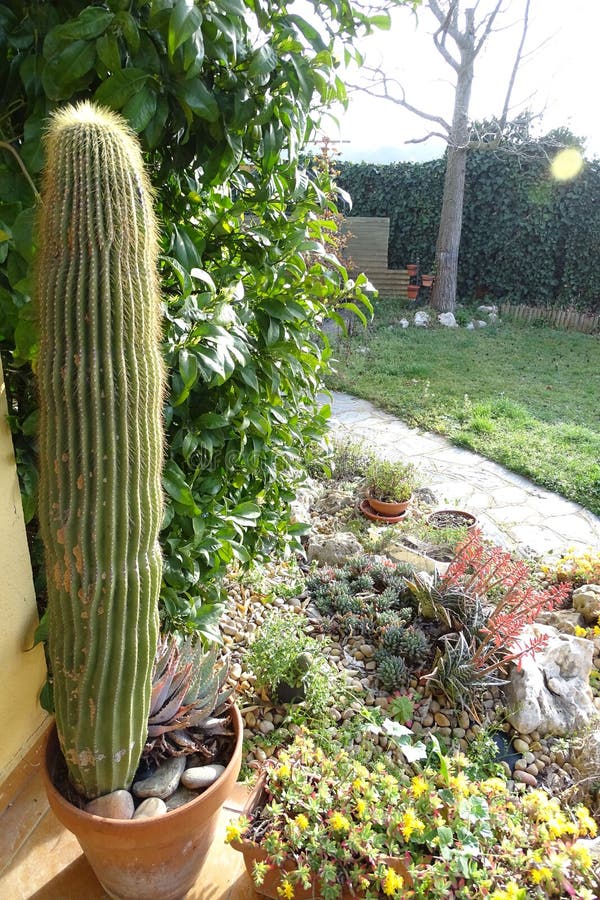 Cactus grande de un jardín imagen de archivo. Imagen de detalle - 89744803