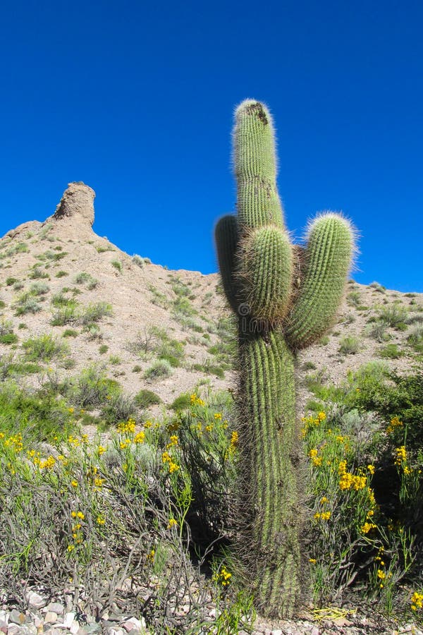 Cactus Grande En La Argentina Imagen de archivo - Imagen de verde ...