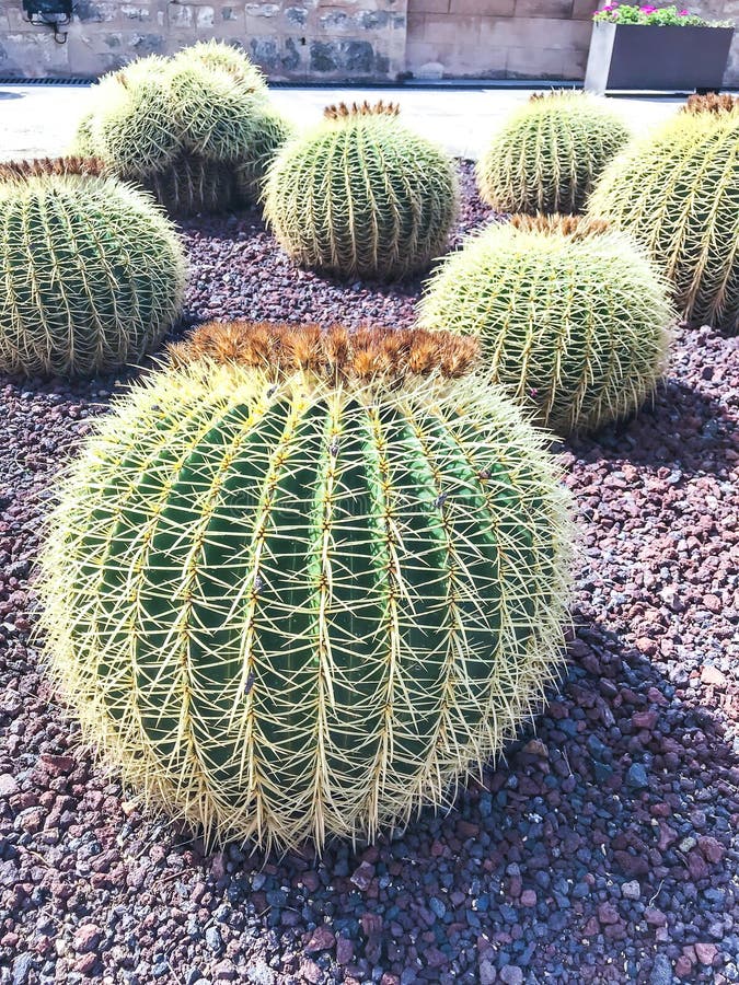 Cactus Redondos Grandes Fotos - Libres de Derechos y Gratuitas de ...