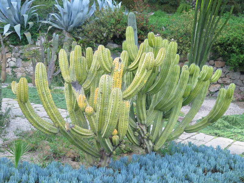 Cactus in the grass stock image. Image of branches, garden - 116756999