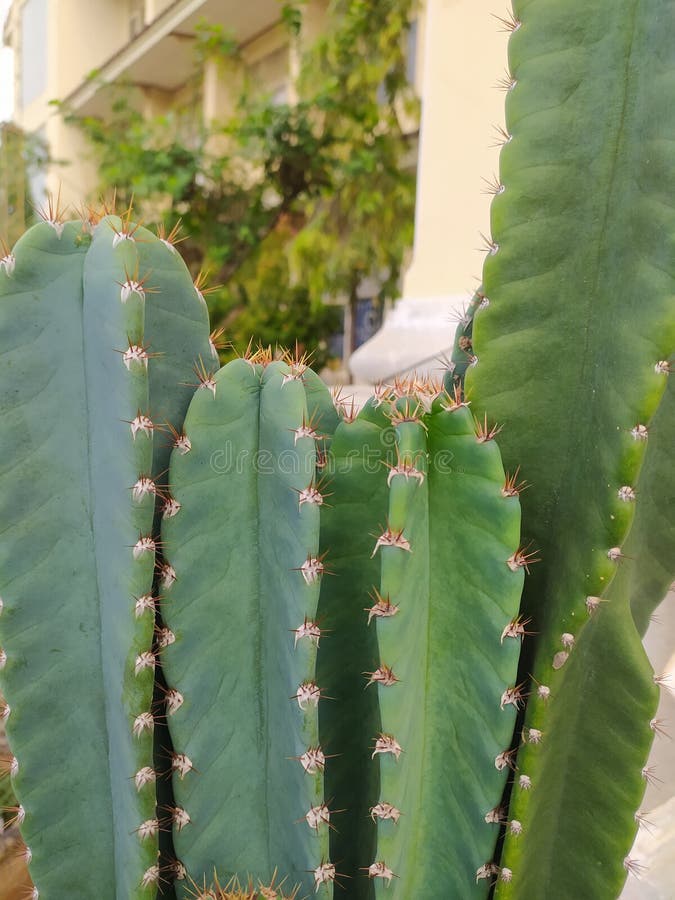 Cactus grass plant green stock image. Image of produce - 222431639