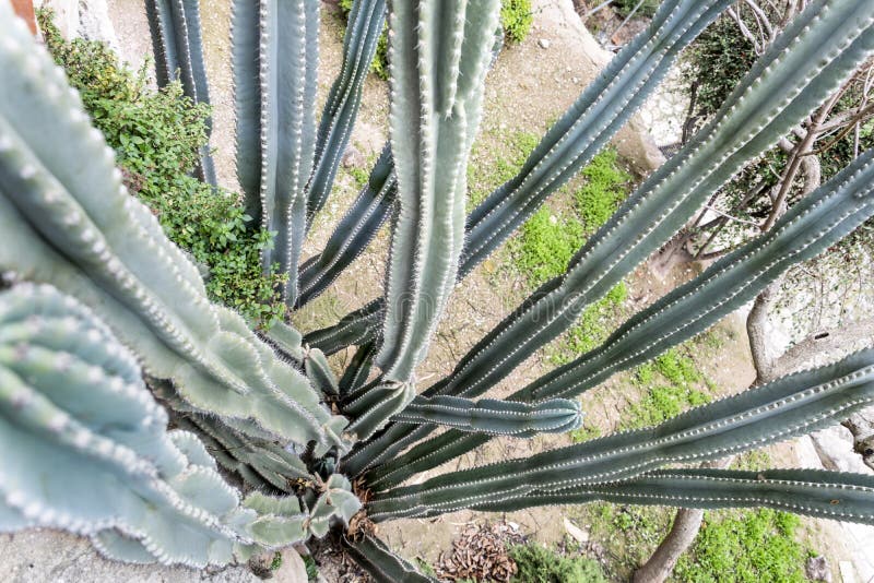 Old and large cacti. stock image. Image of years, cactus - 168887533