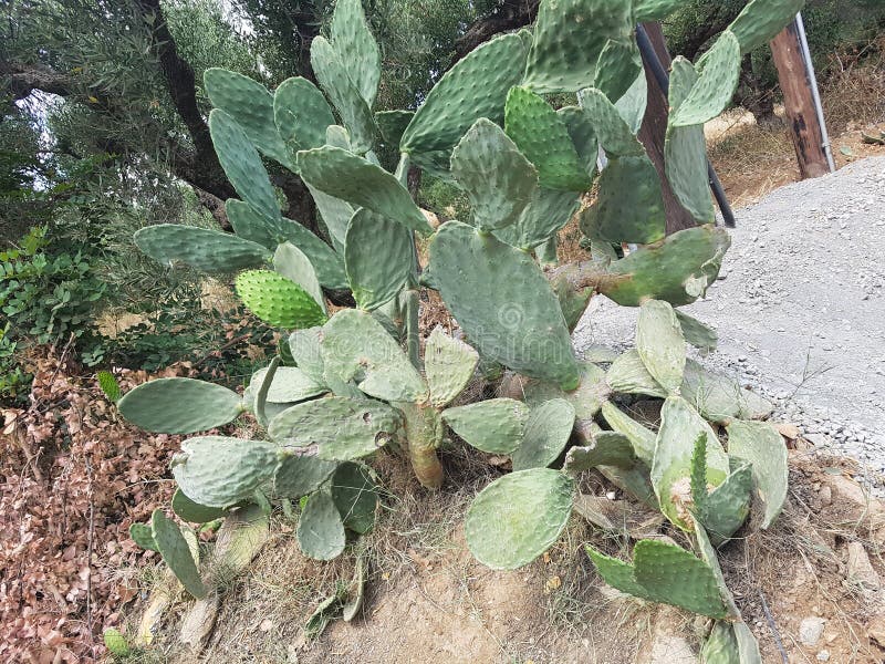 Cactus greek stock image. Image of greek, scenic, beautiful - 97101153