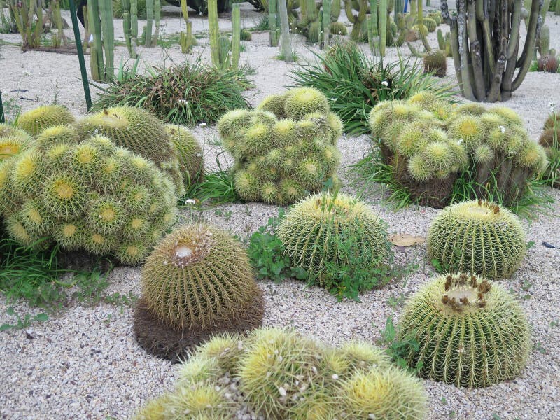 Cactus on the ground stock image. Image of outdoor, beginning - 116755439
