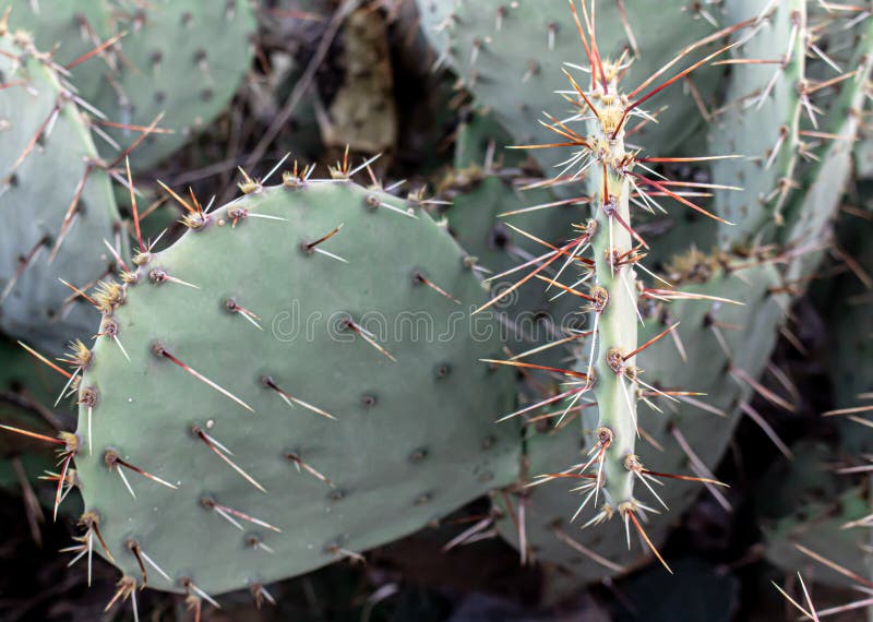 Side View of Cactus with Red Spikes. Stock Image - Image of natural ...