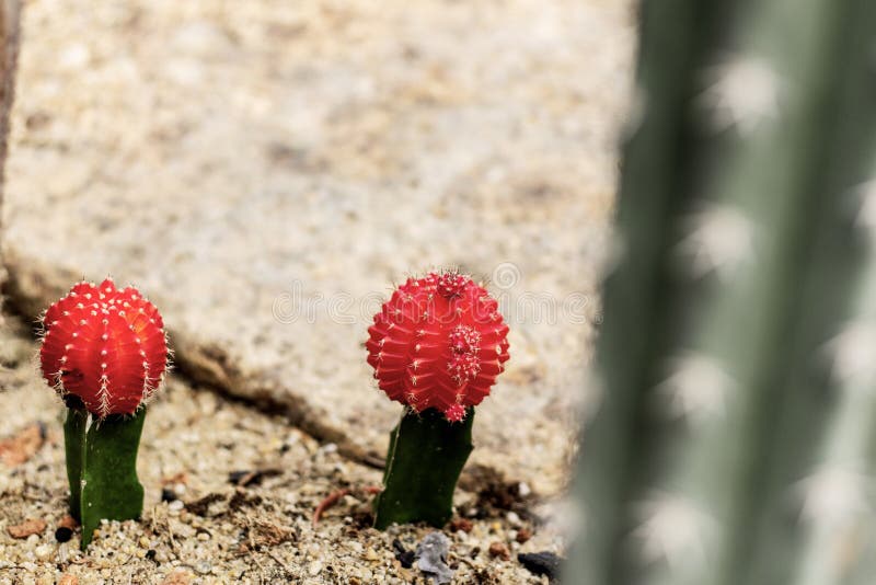 Cactus on ground in park. stock photo. Image of close - 126375412