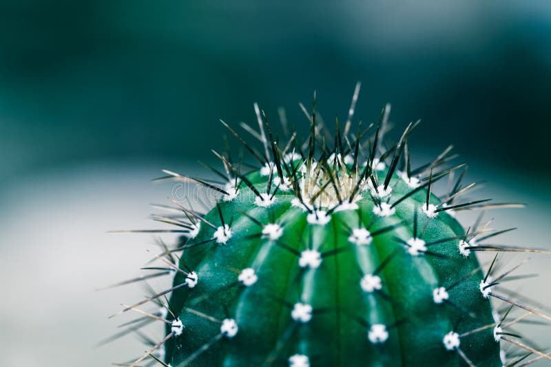 Cactus with Groups of Spines Distributed in Lines Stock Photo - Image ...
