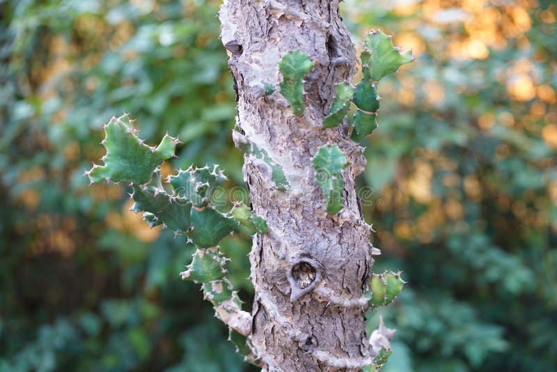 Cactus Grow on Tree on Summer Day Stock Photo - Image of garden, twig ...