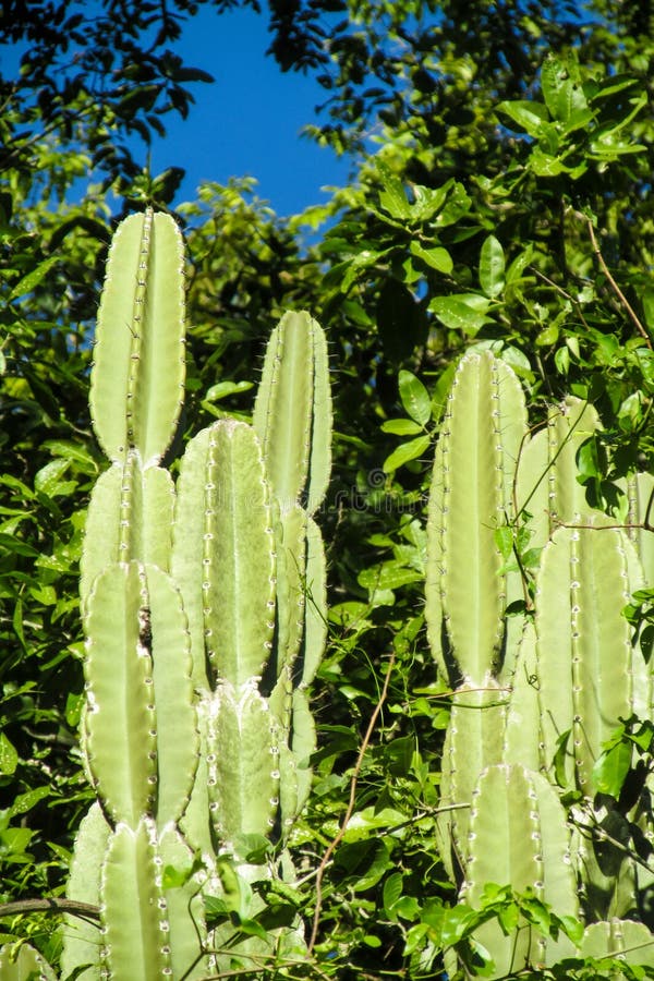 Cactus forest stock photo. Image of america, arizona, landscape - 1629224