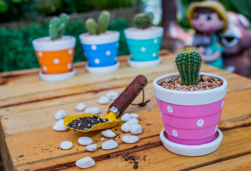 Cactus stock image. Image of nature, natural, work, relax - 59943661