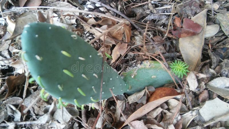 Cactus Growing from the Ground Stock Photo - Image of growing, tree ...