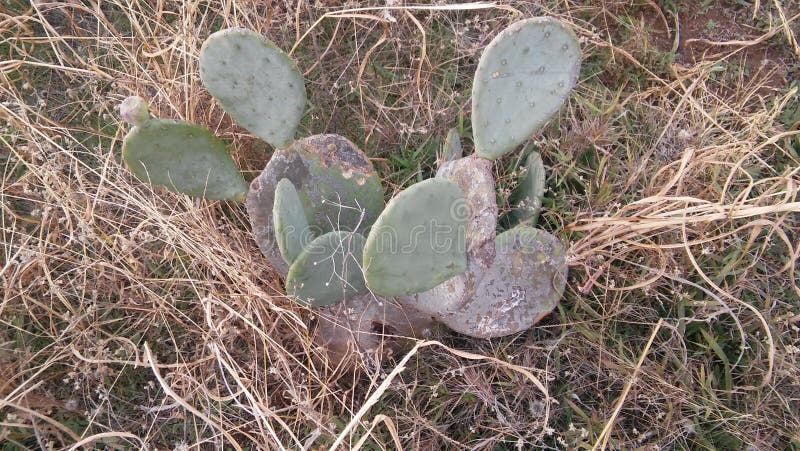 Cactus Growing on the Ground Nature Stock Image - Image of soil, griund ...