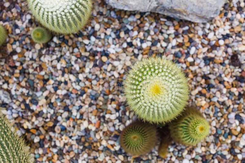 Cactus Growing in Rock Bed, Succulent Plant Stock Image - Image of ...