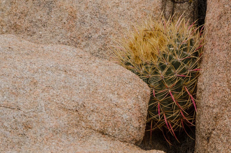 Cactus stock image. Image of landscape, land, bloom, beauty - 63977679