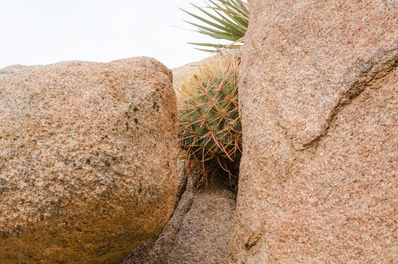 Cactus stock image. Image of blue, canyon, drought, bloom - 63977695