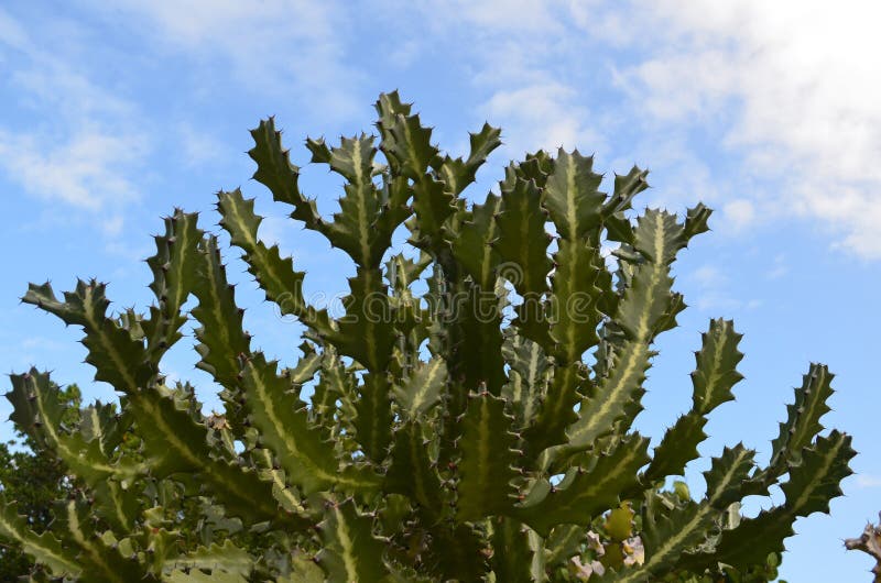 Cactus Aruba stock photo. Image of aruba, landscape, plants - 82890026