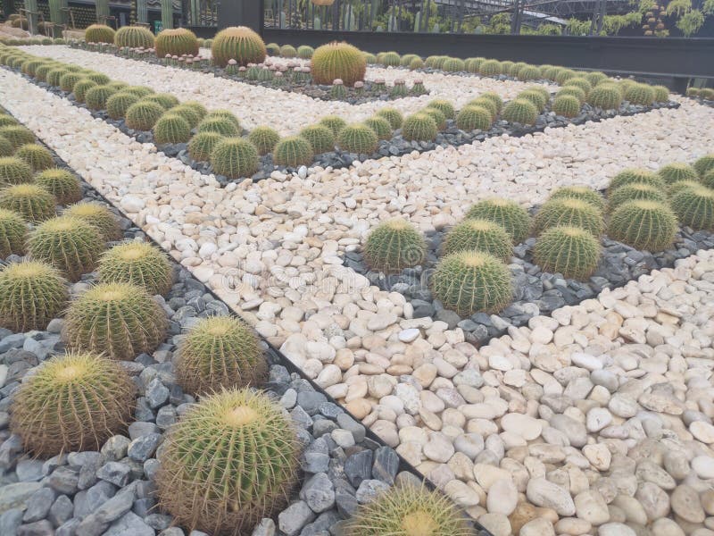 Cactus is Grown in Sandy Soil. Stock Image - Image of close, blossom ...