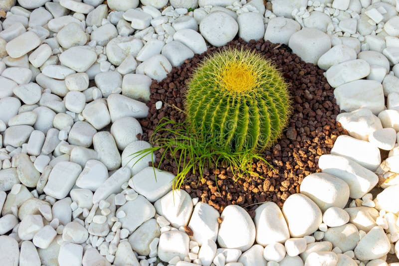 Cactus Grows on White Pebbles. Stock Image - Image of design, pattern ...
