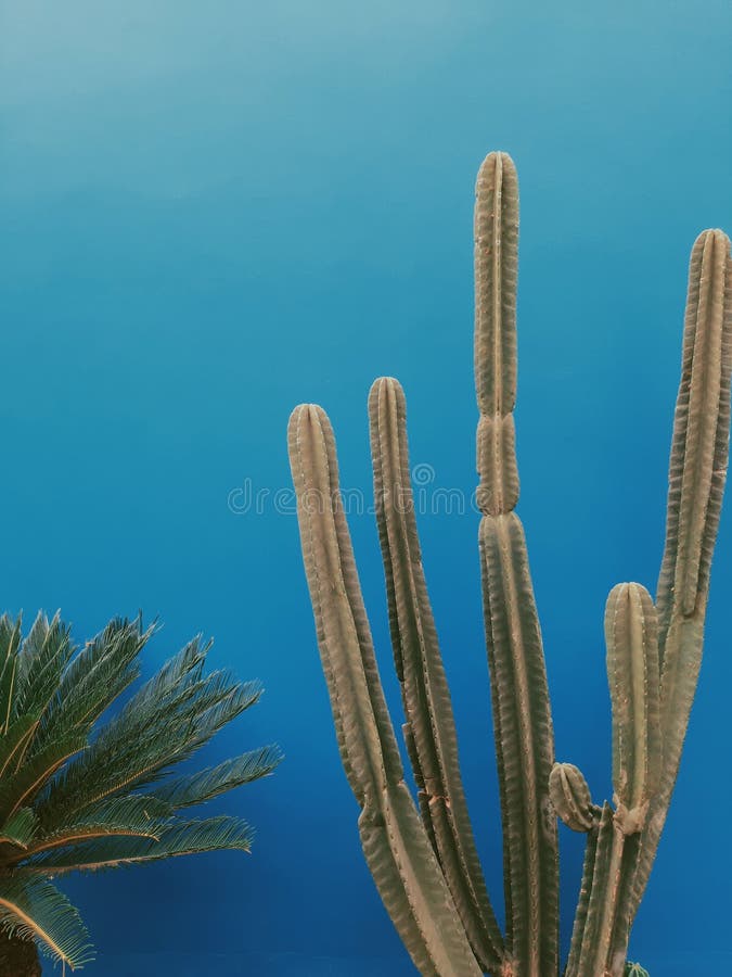 Cactus and a half palm stock photo. Image of palm, thorns - 206309418