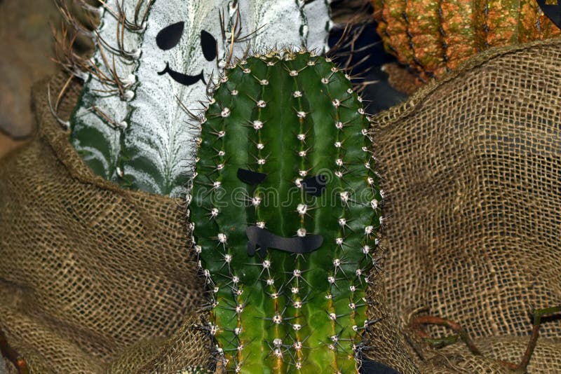 Cactus of the Halloween stock photo. Image of horror - 102981610