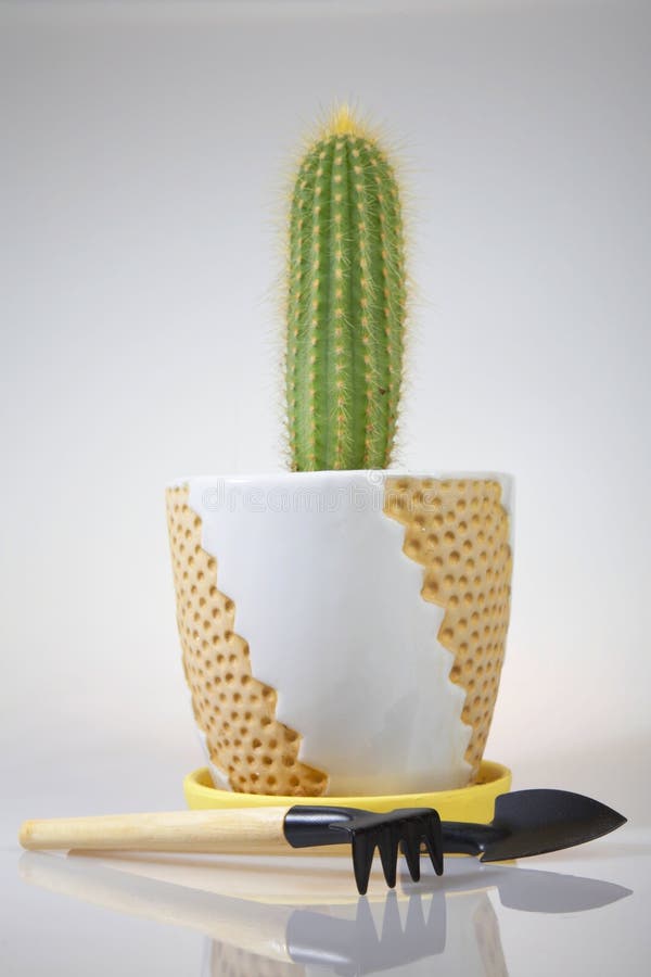 Cactus and Hand Gardening Tools Stock Image - Image of metal, equipment ...
