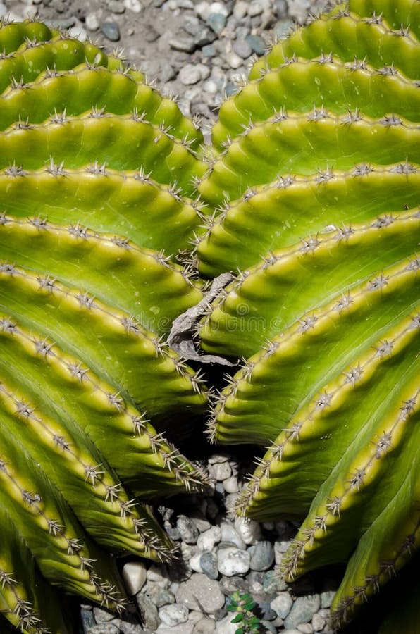Two Cactus in Botanical Garden Stock Photo - Image of spring, pattern ...