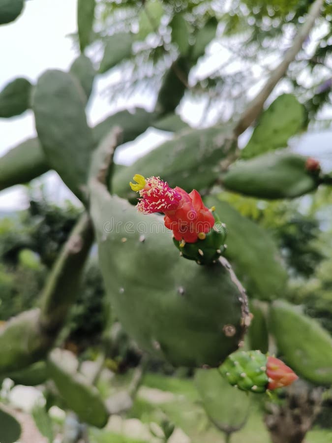 Cactus has a cute flower stock image. Image of cute - 322564003